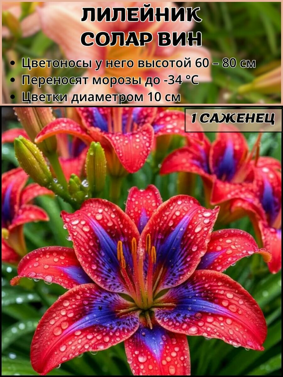 Лилейник саженец, многолетник 1 штука