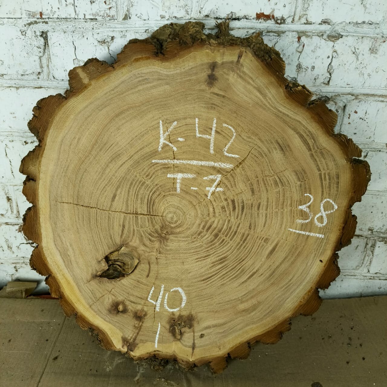 Торцевой спил дерева Карагач К-42, диаметр 38-40 см, выровнен в плоскости
