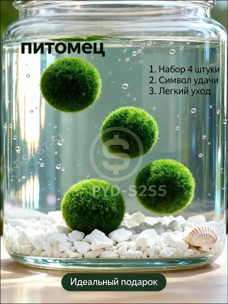 Маримо мох 4 шт, живые водоросли для аквариума и декора, японские шарики Marimo, эко-подарок