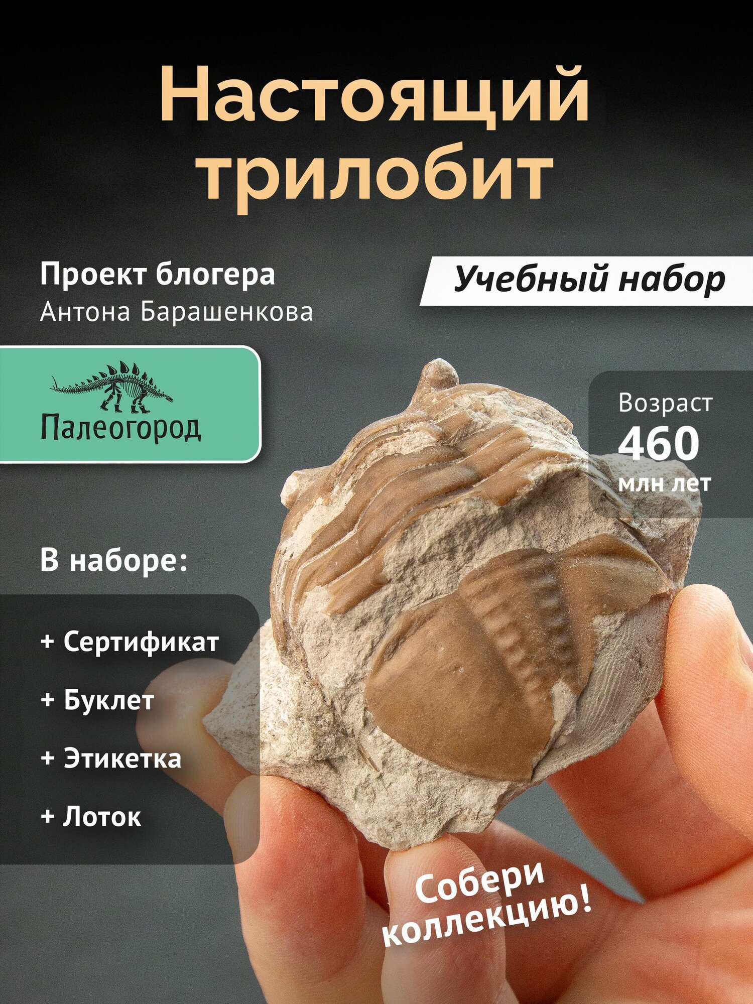 Набор палеонтолога (образец №552). Трилобит Asaphus lepidurus XF. Необычный подарок мальчику, девочке, подростку. Опыты и раскопки.