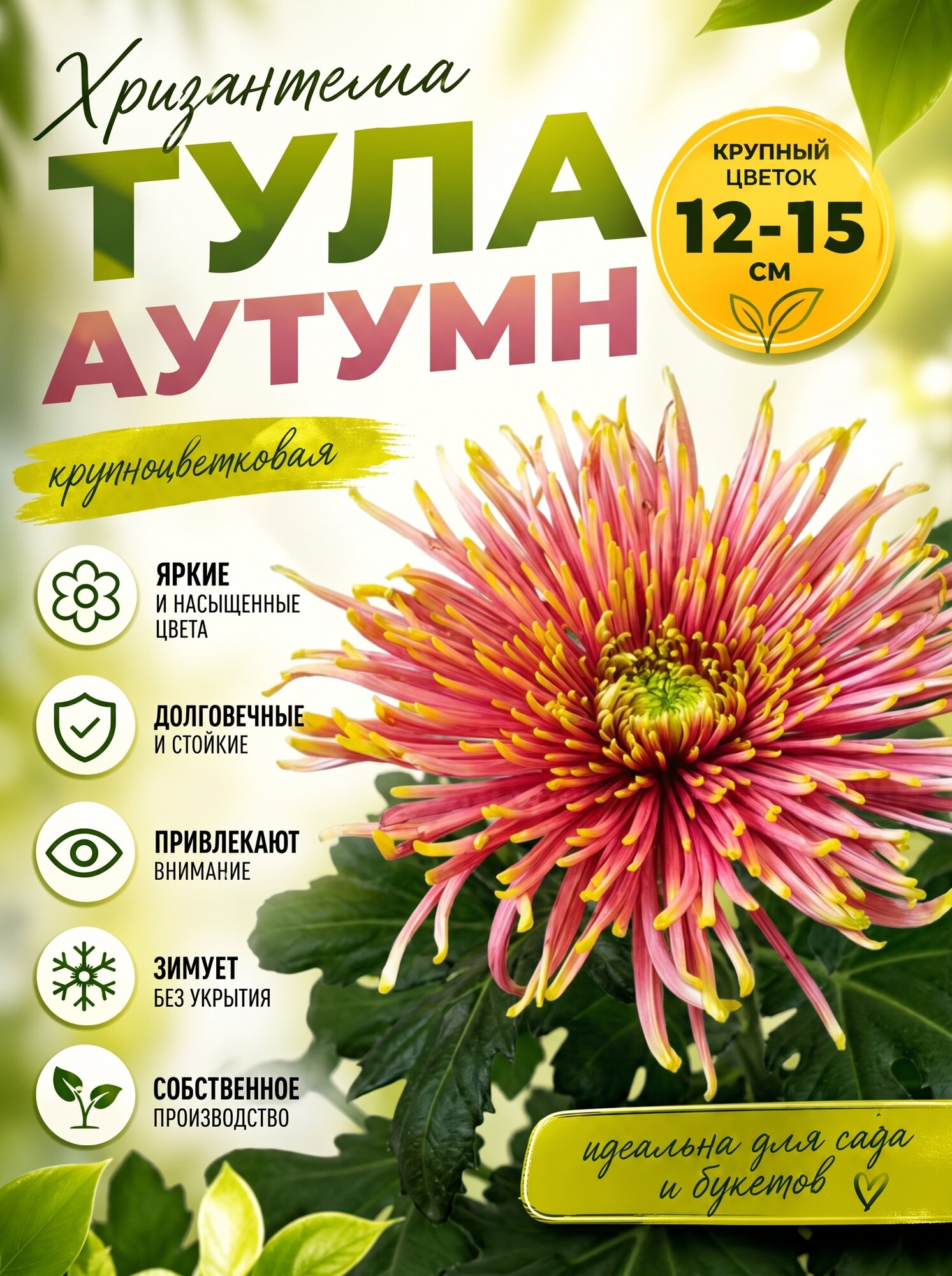 Хризантема крупноцветковая игольчатая Тула Аутумн (растение в горшке р8)