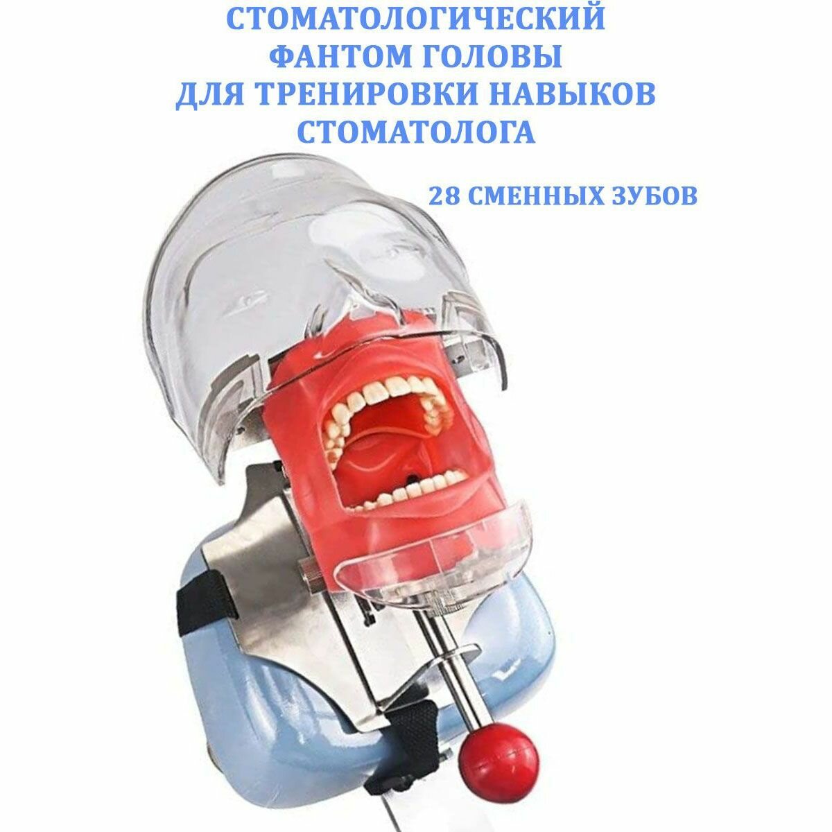 Стоматологический фантом головы для тренировки навыков стоматолога со сменным блоком зубов