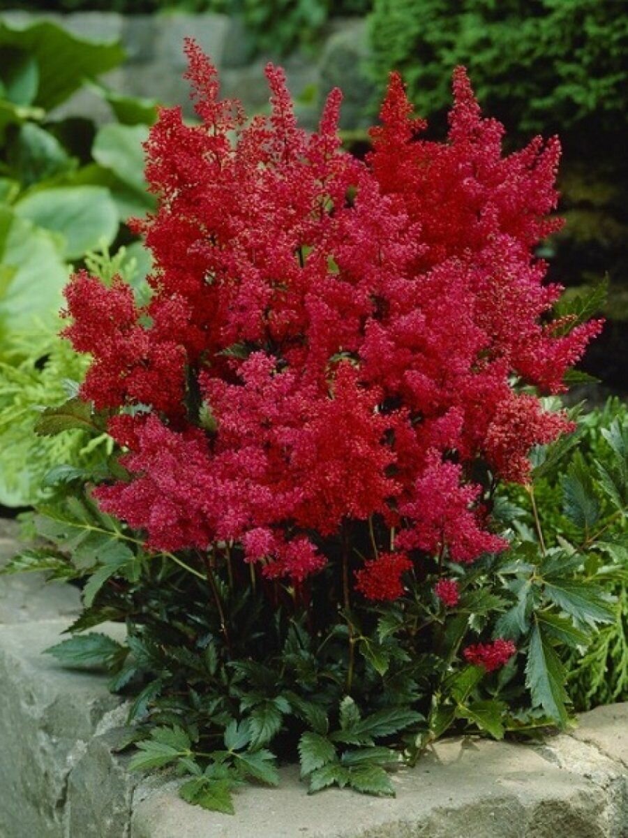 Астильба Арендса Гранат