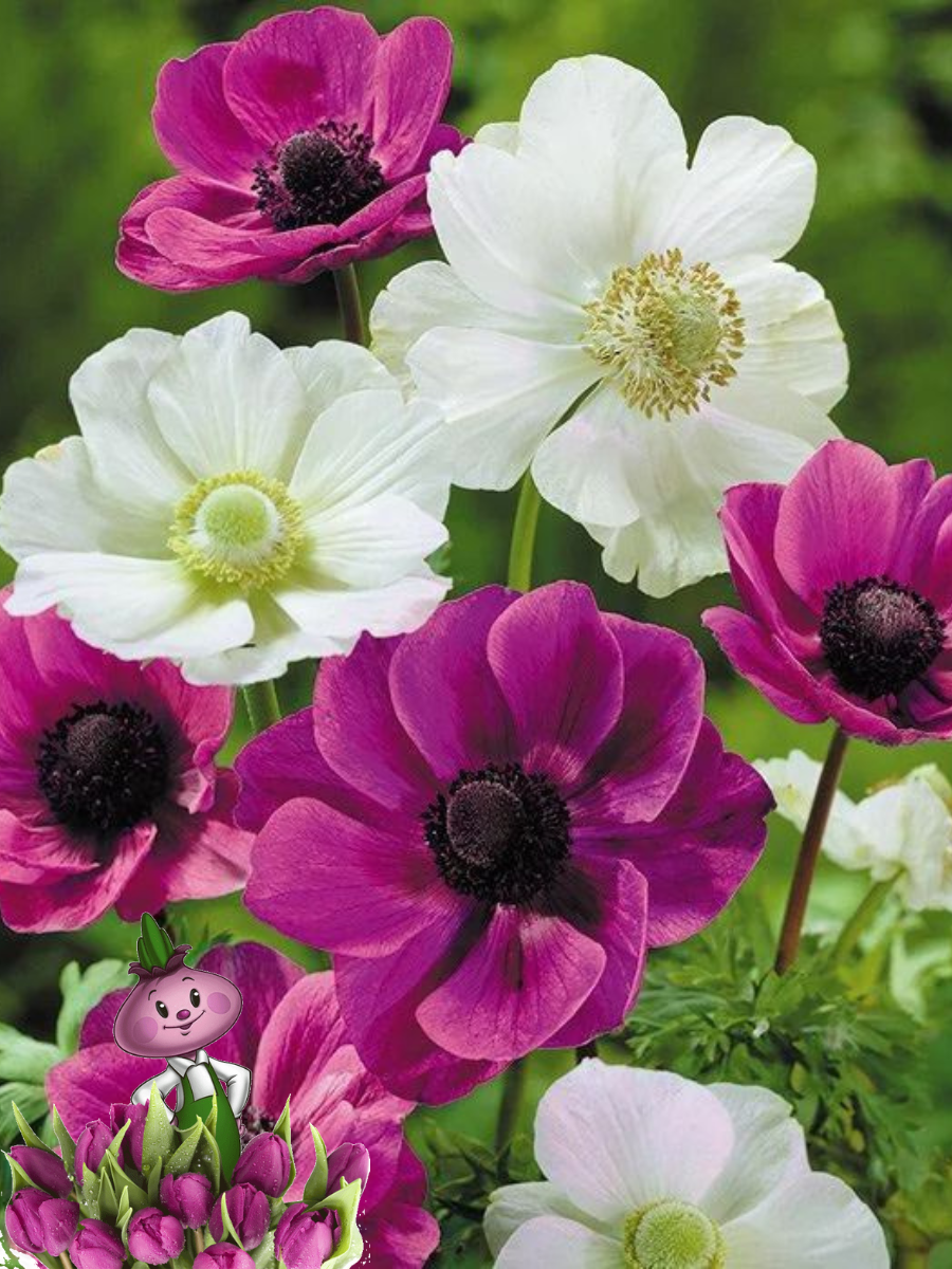 Луковицы цветов, chipollino Flowers, Анемоны CANDY MIX (10 ЛУКОВИЦ)