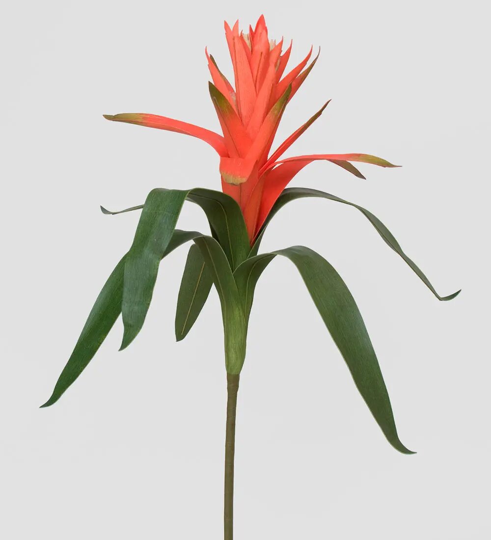 TR 560L Вариегата