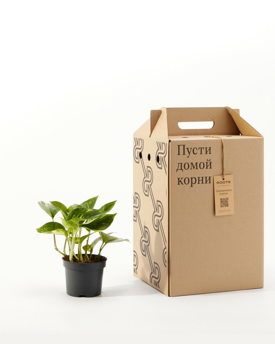 Эпипремнум Ауреум диаметр 12