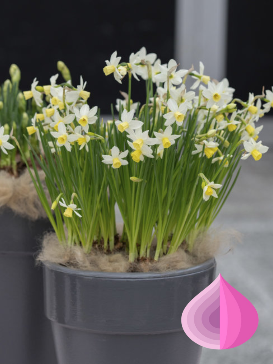 Луковицы цветов, bulbs servise, Нарцисс Сэйлбоут , бело-желтый, ( 3 штуки )