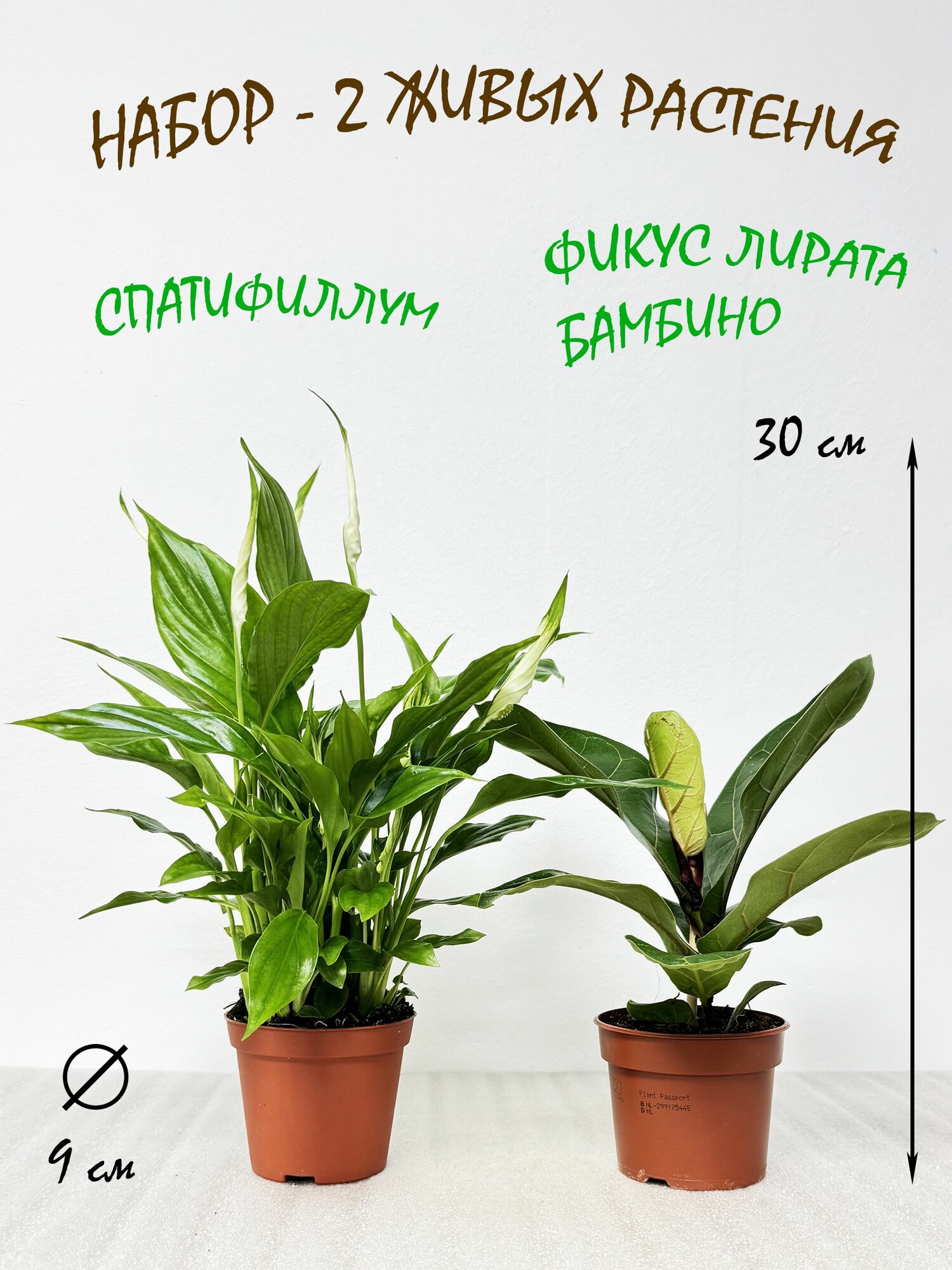 Набор - 2 растения: Спатифиллум и Фикус Лирата Бамбино, высота 25-35см