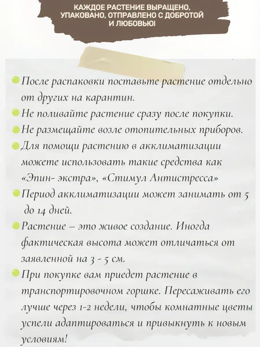 Цветок в горшке живой Маранта триколор