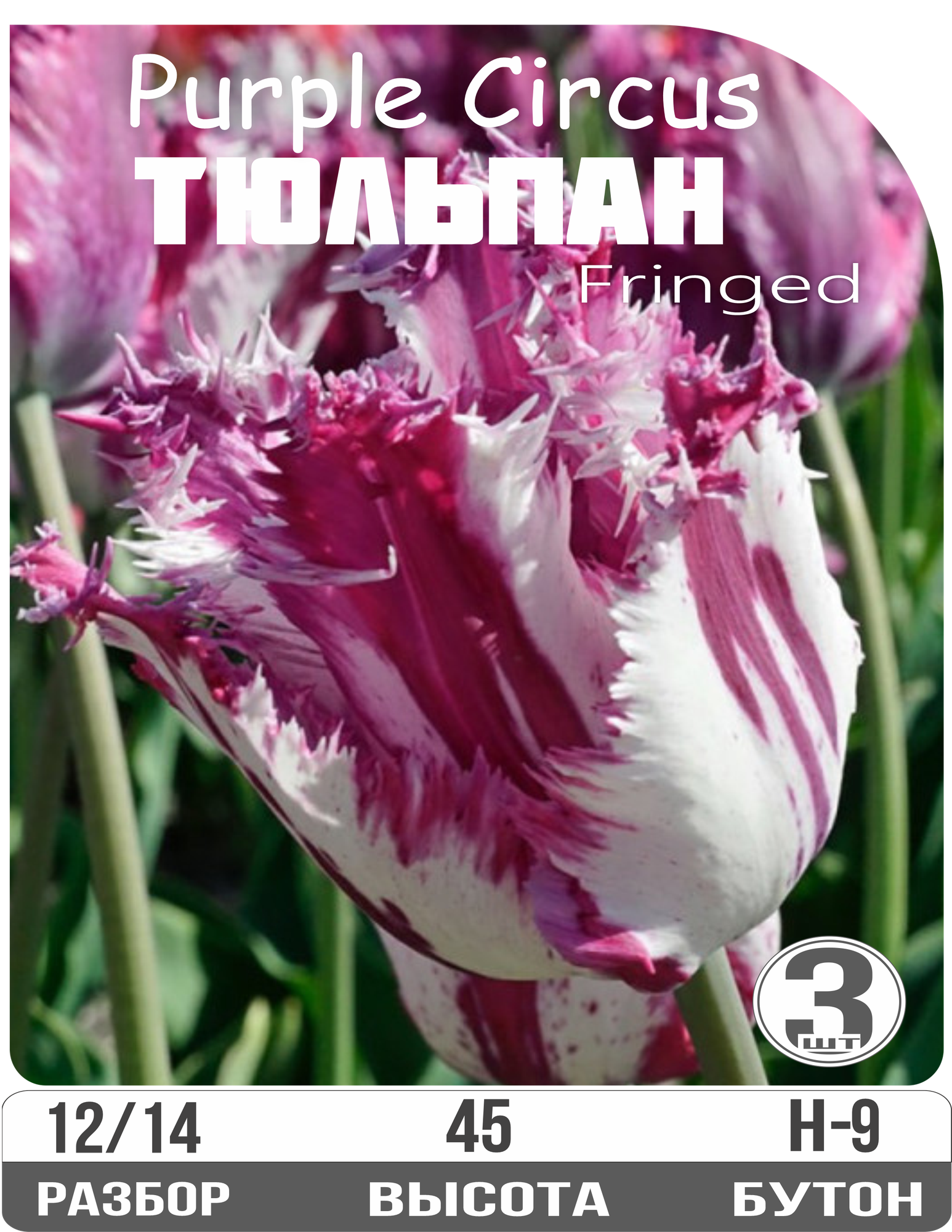 Тюльпаны "Пурпл Цирк", бахромчатый, разбор 12/14, высота до 45 см, бело-фиолетовые, 3 шт. Eywa