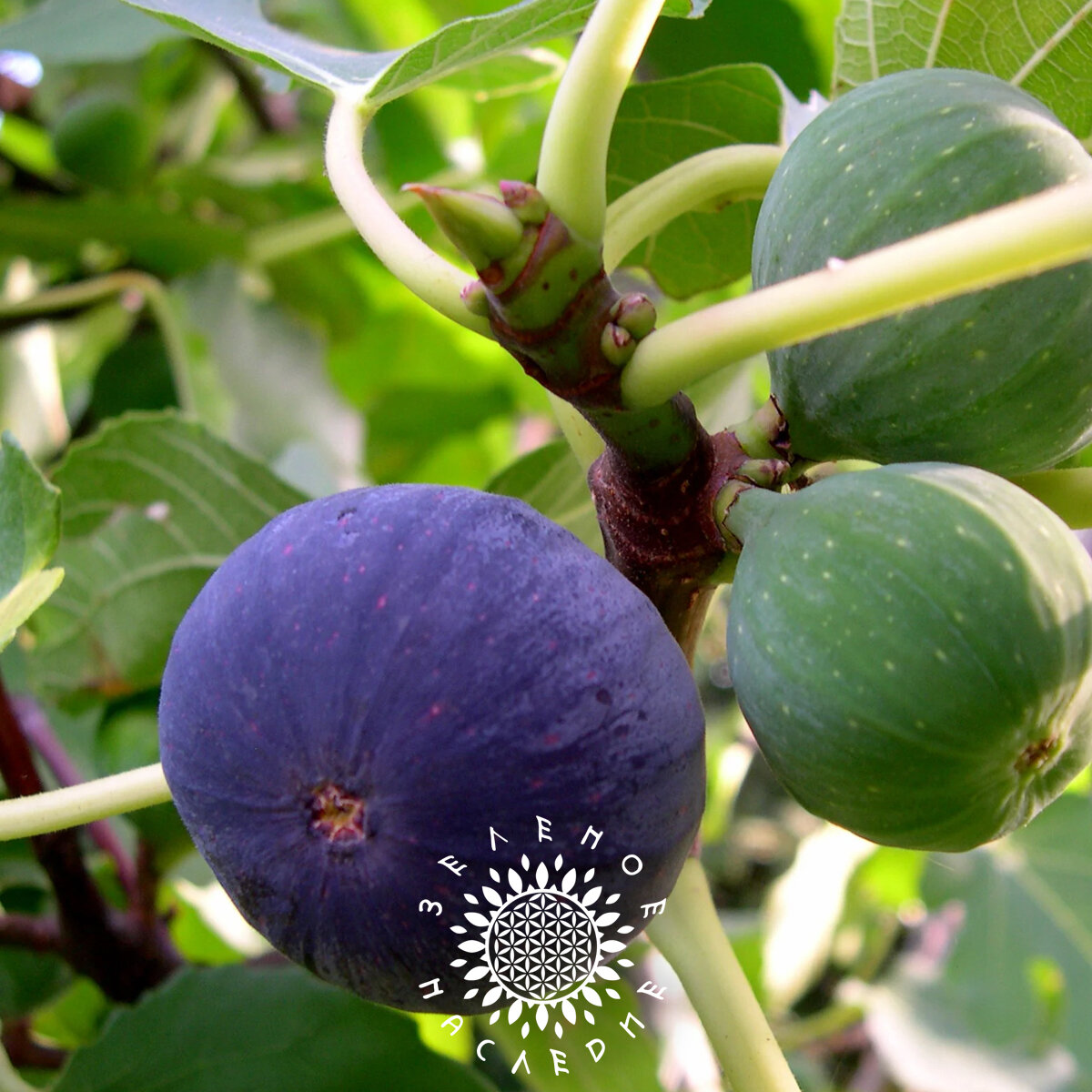 Семена Инжир, Фига, Смоковница, Винная ягода (лат. Ficus carica) 15шт