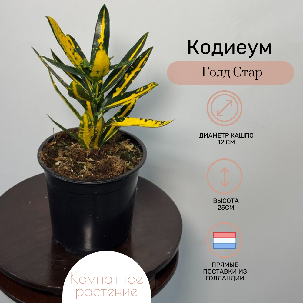 Комнатное растение Кодиеум Голд Стар в транспортировочном кашпо, высота 25 см