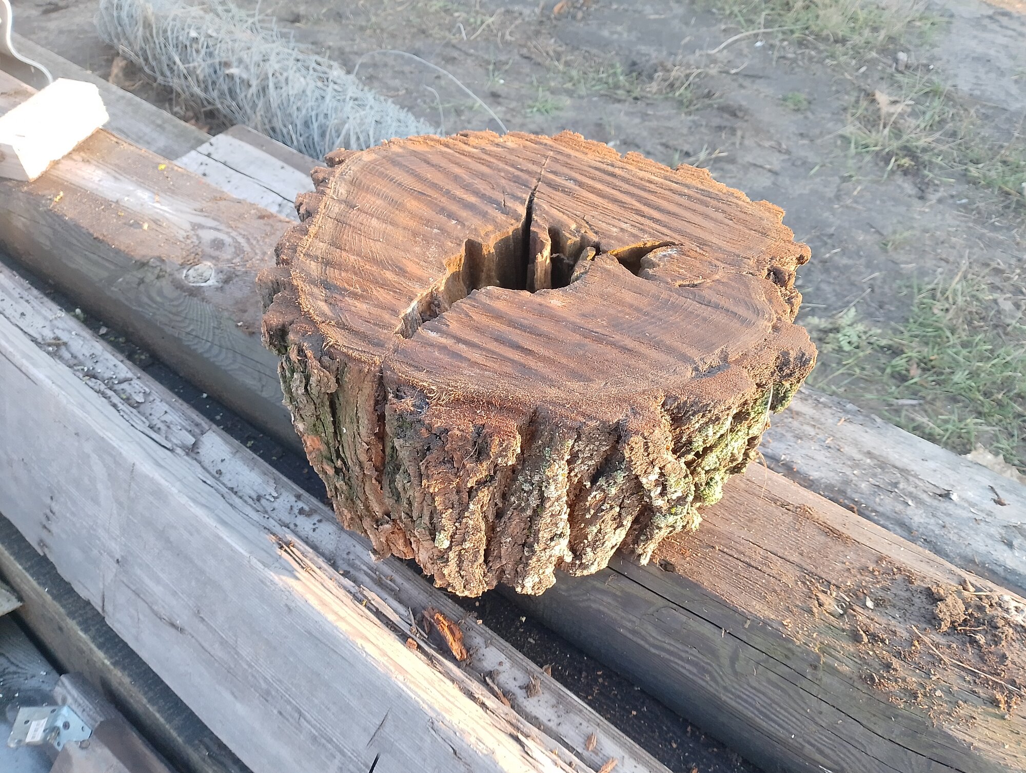 Пень (чурка не обработанная) из натуральной акации диаметром 32 сантиметра