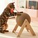 Интерактивные игрушки для кошек