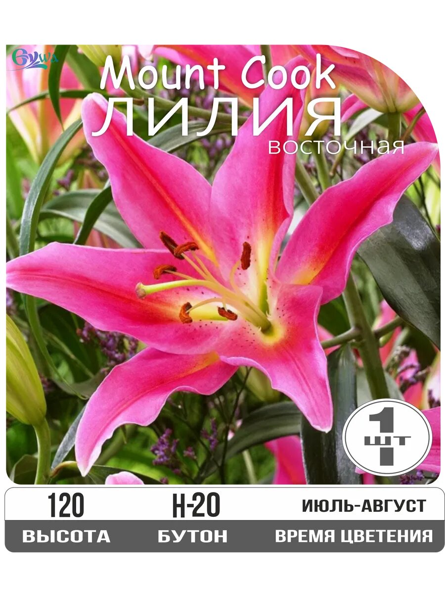 Лилия луковицы многолетние Маунт Кук, восточные, 1шт.