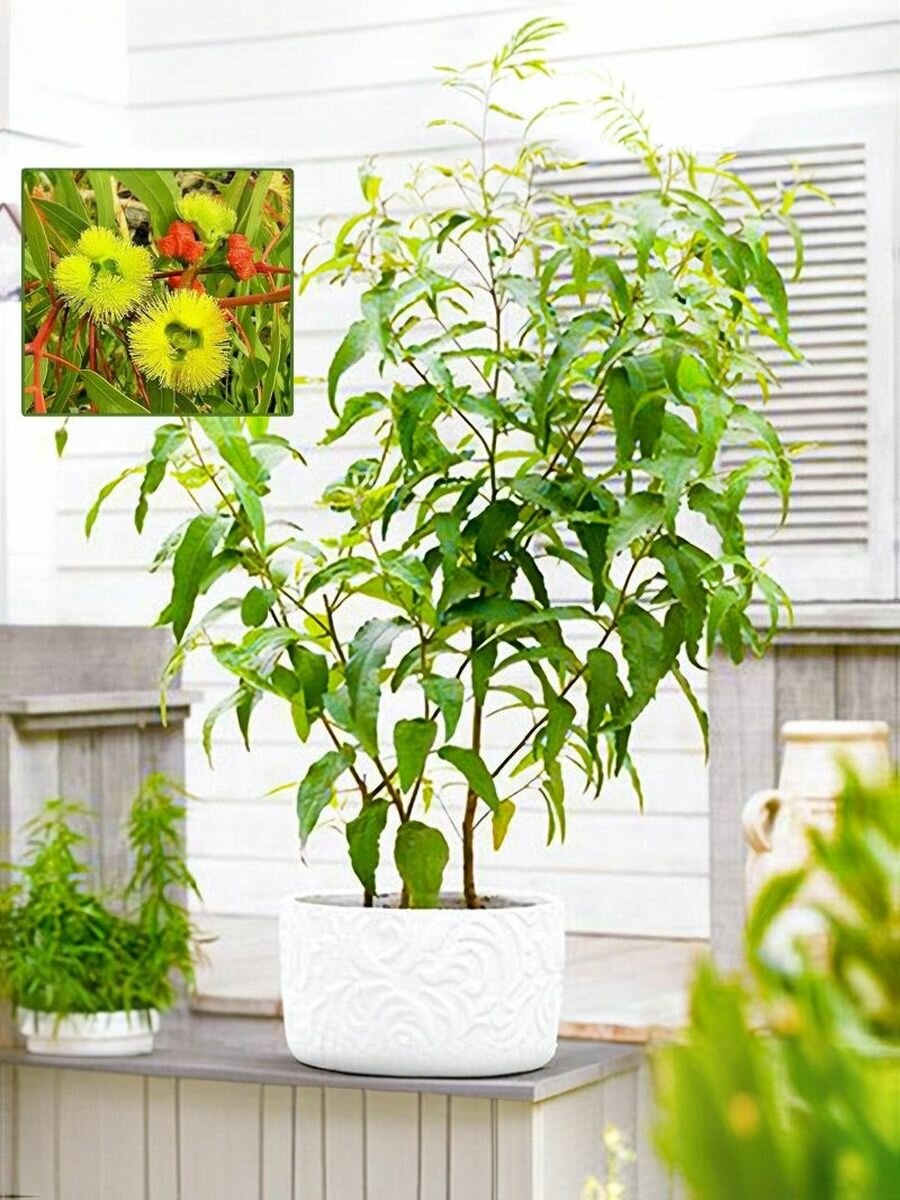 Эвкалипт лимонный комнатный Феден, Семена, 10 шт, семена комнатных ароматных растений