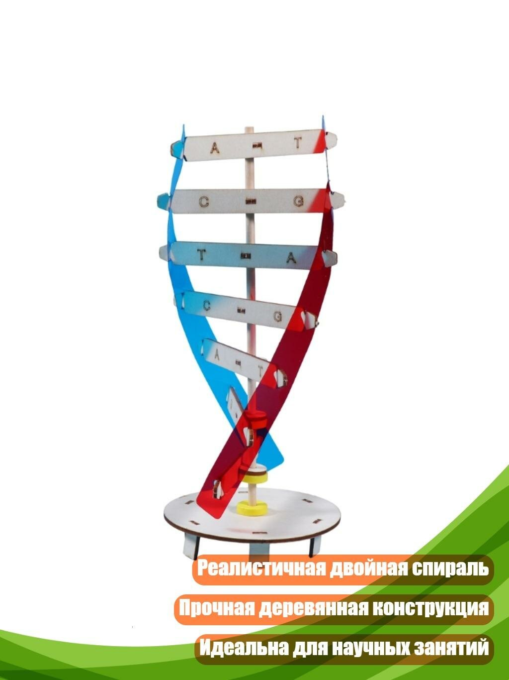 Модель ДНК человека