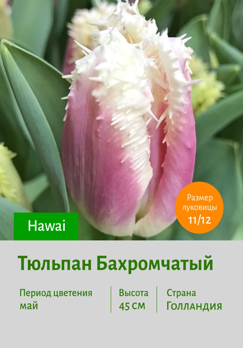 Тюльпан Гавайи (Hawai), бахромчатый. Луковицы, 20 шт. Сотка.