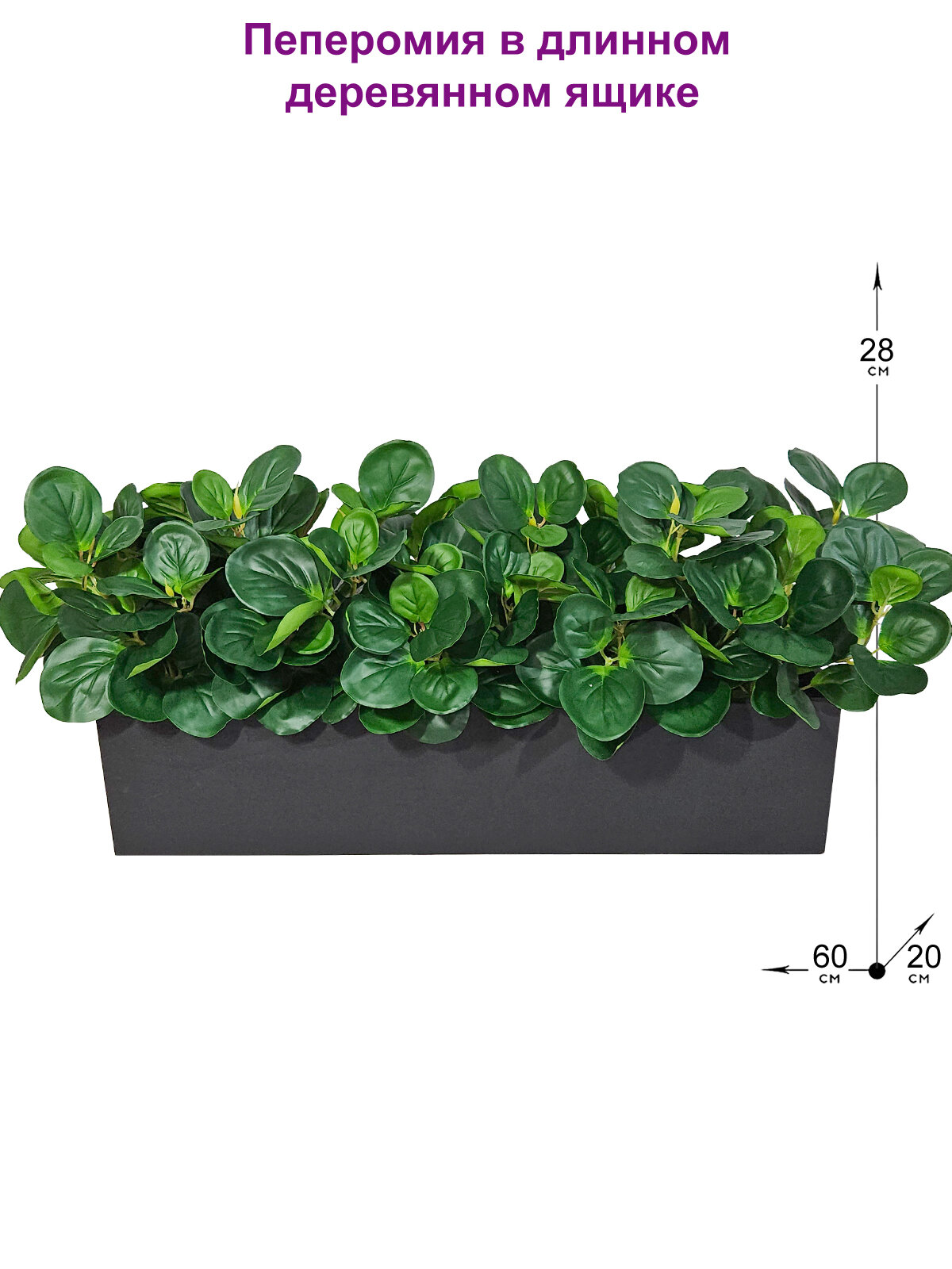 Пеперомия зеленая в длинном деревянном ящике от ФитоПарк, лофт декор