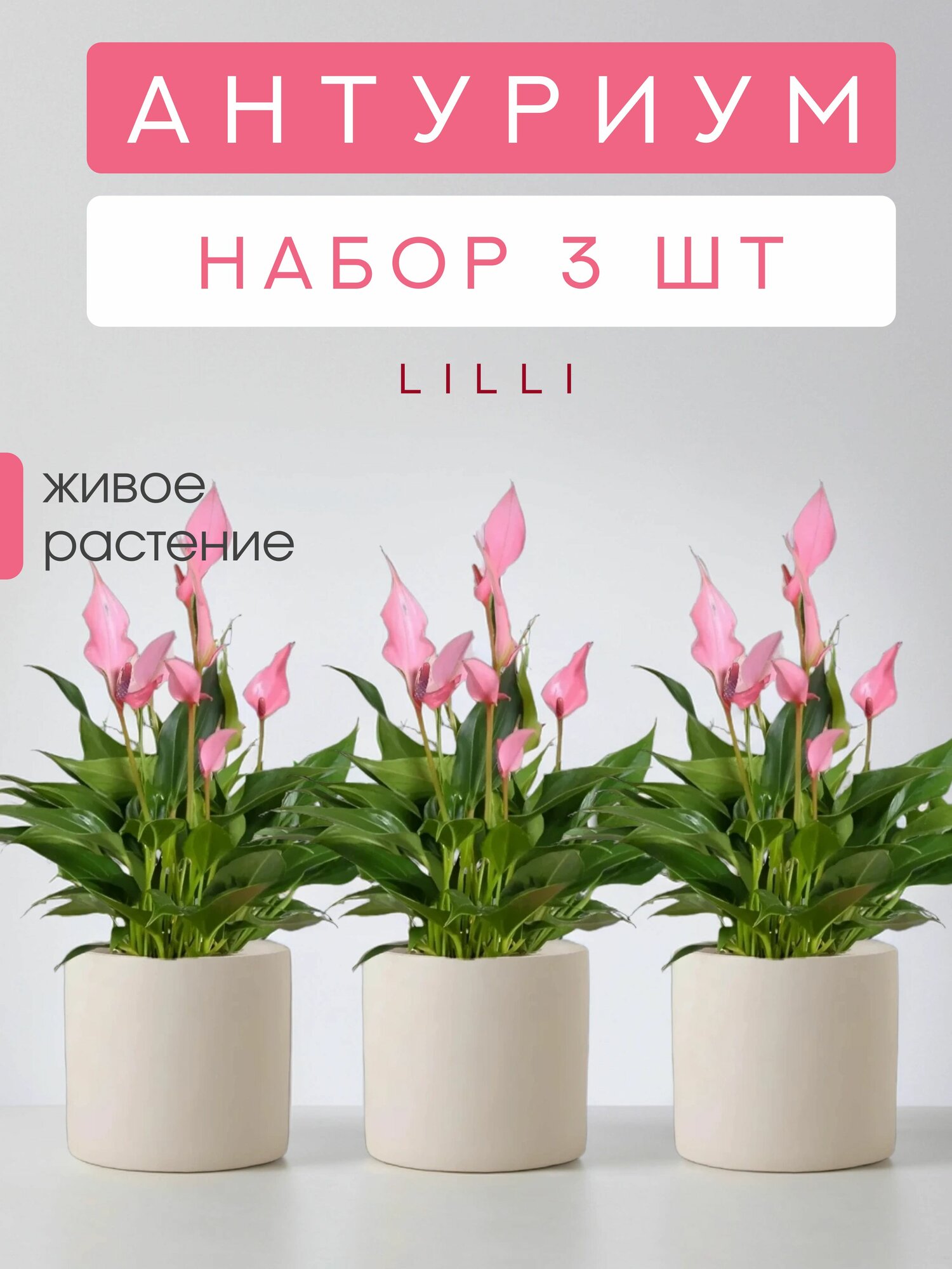 Антуриум GREEN TOWN Лили, набор, живой цветок в горшке, розовый, 25 см