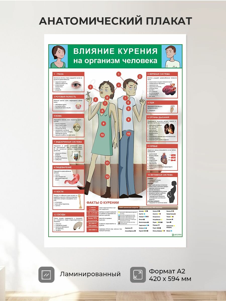 Обучающий медицинский плакат ламинированный формат А2 Влияние курения на организм человека