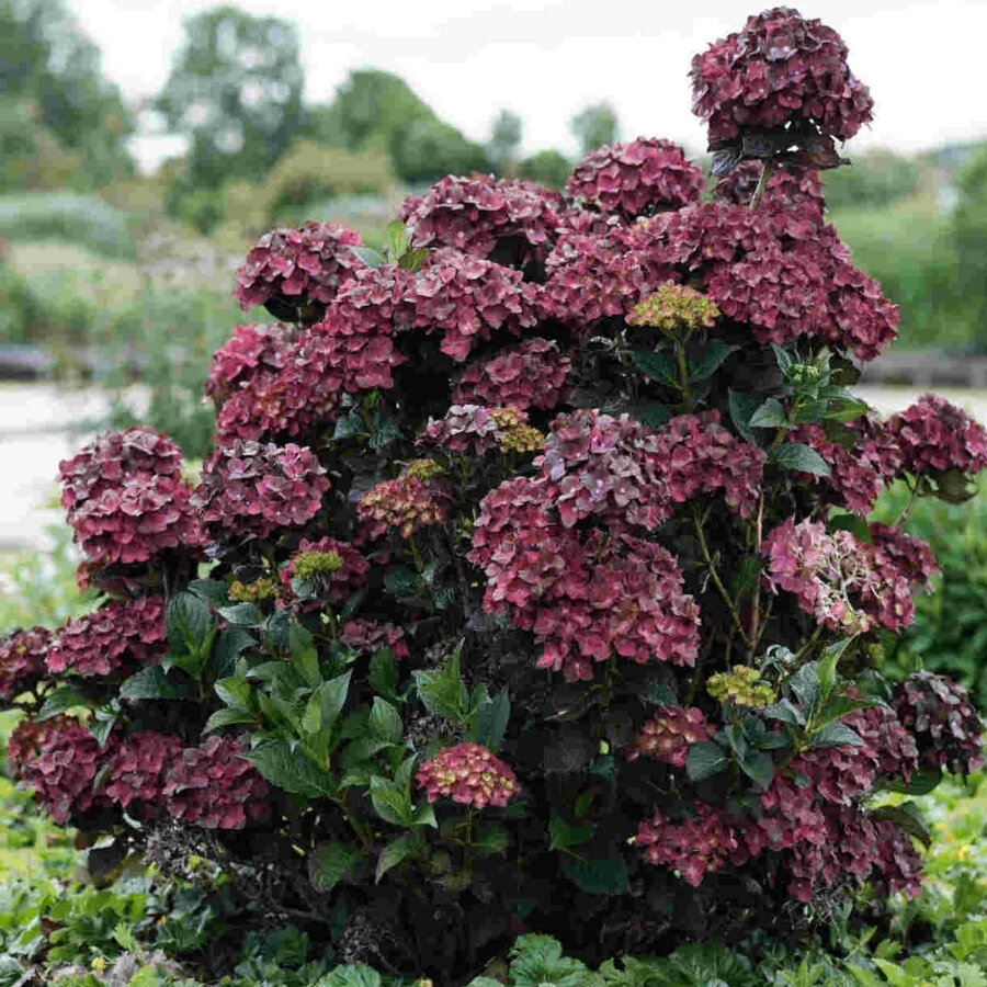 Гортензия крупнолистная Шоколад (1 саженец в горшке Р12), Нидерланды