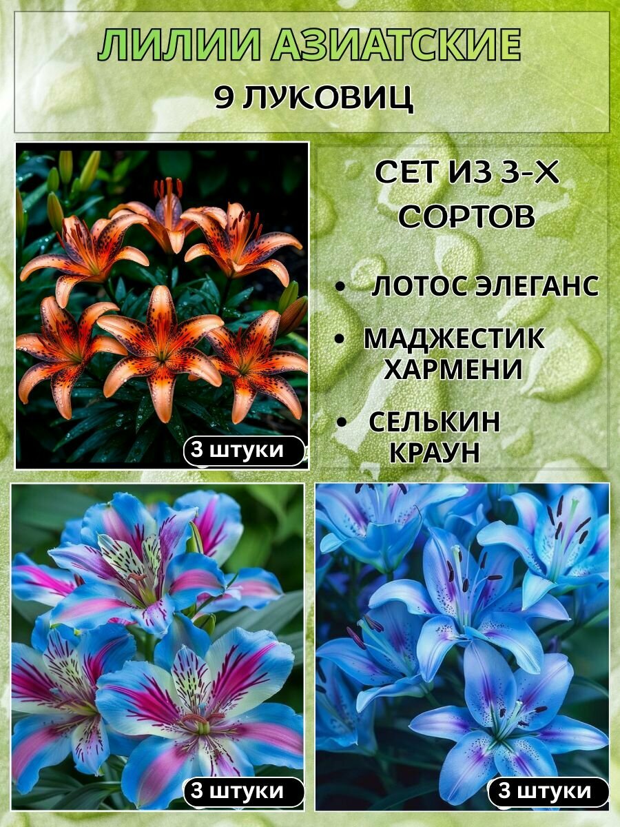Лилии азиатские, сет из 3-х сортов, луковицы 9 штук