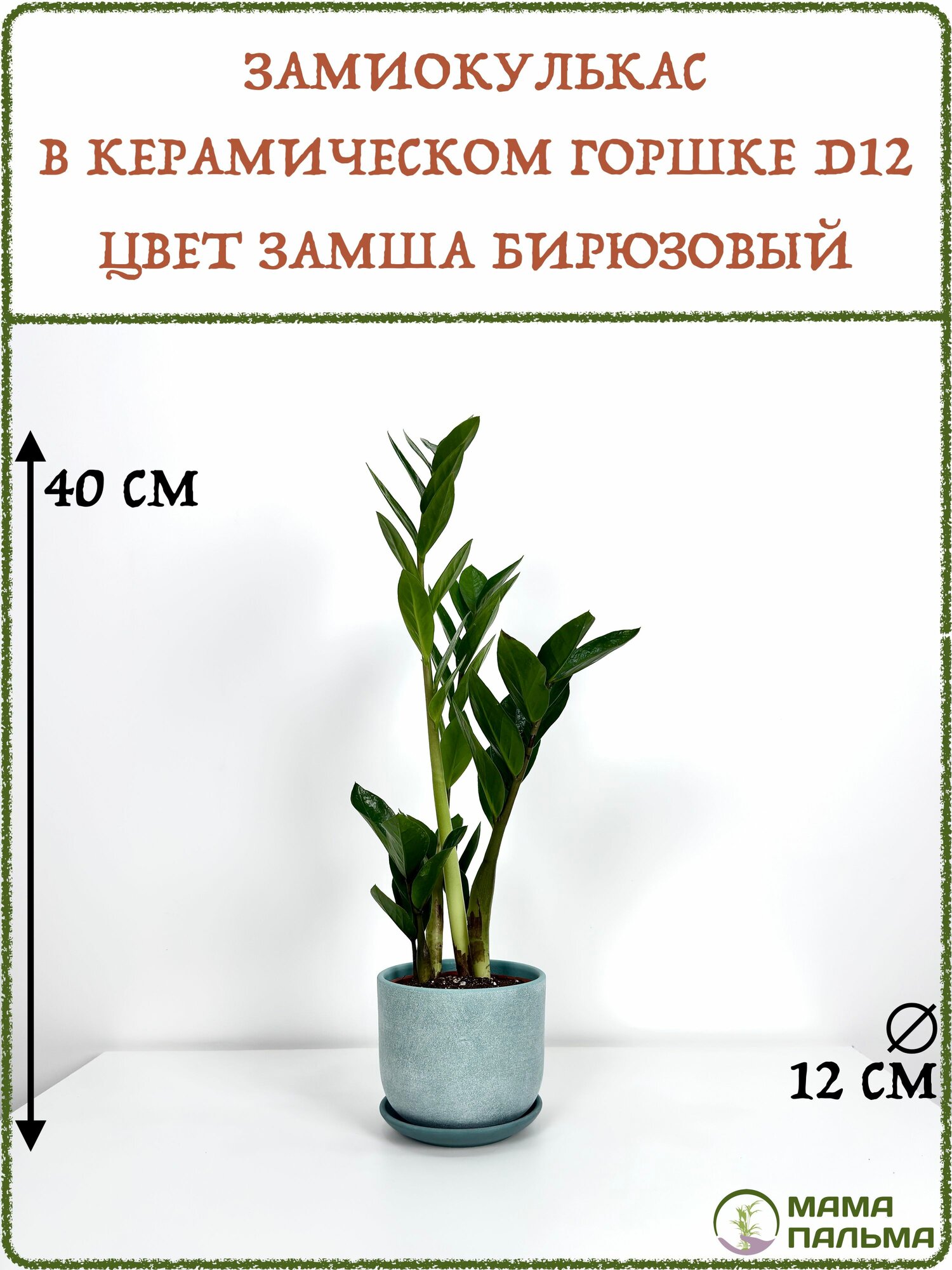 Замиокулькас в бирюзовом керамическом горшке с поддоном D12 Замша, высота 40-50см