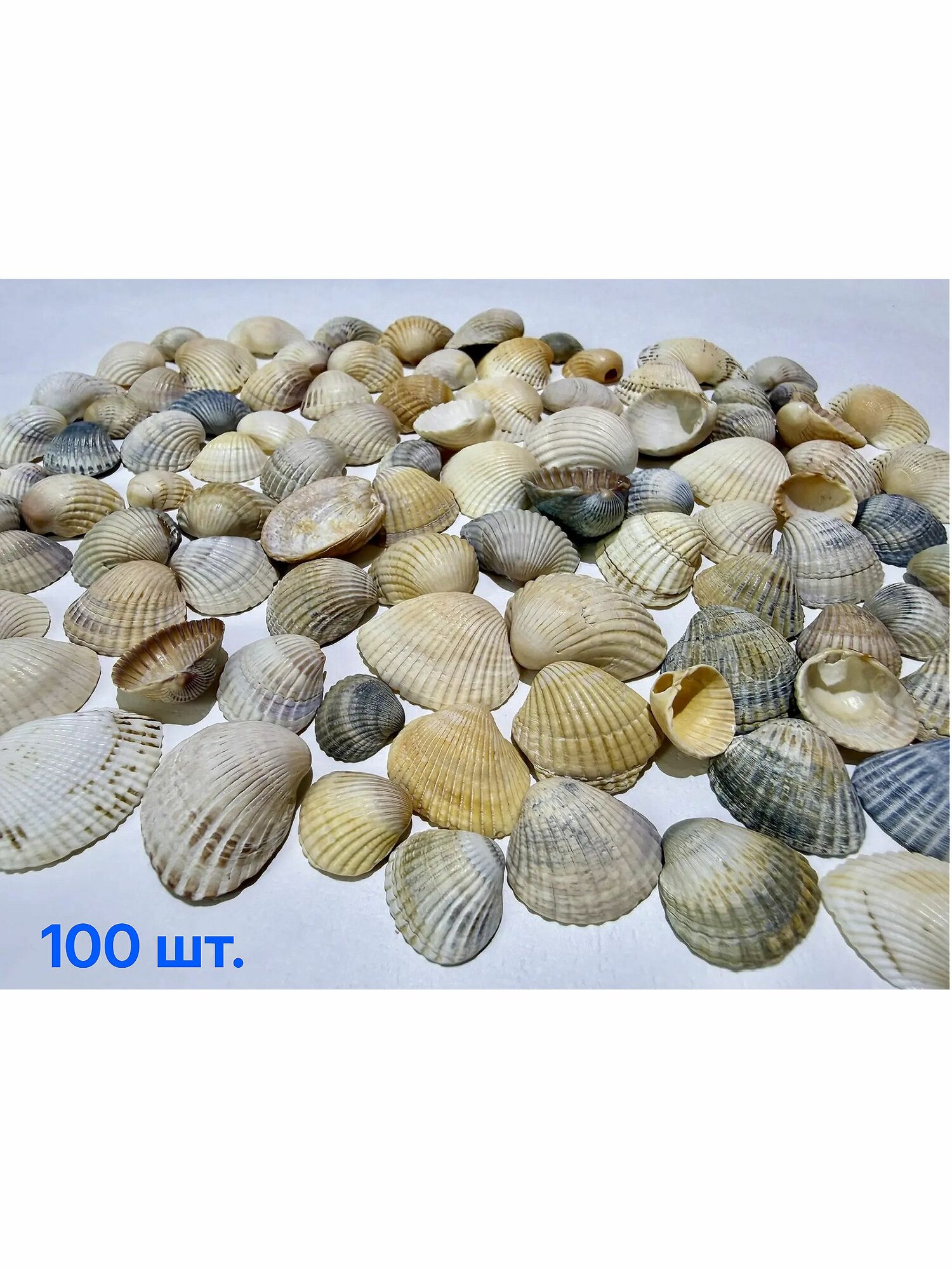 Набор морских ракушек для декора, аквариума, террариума