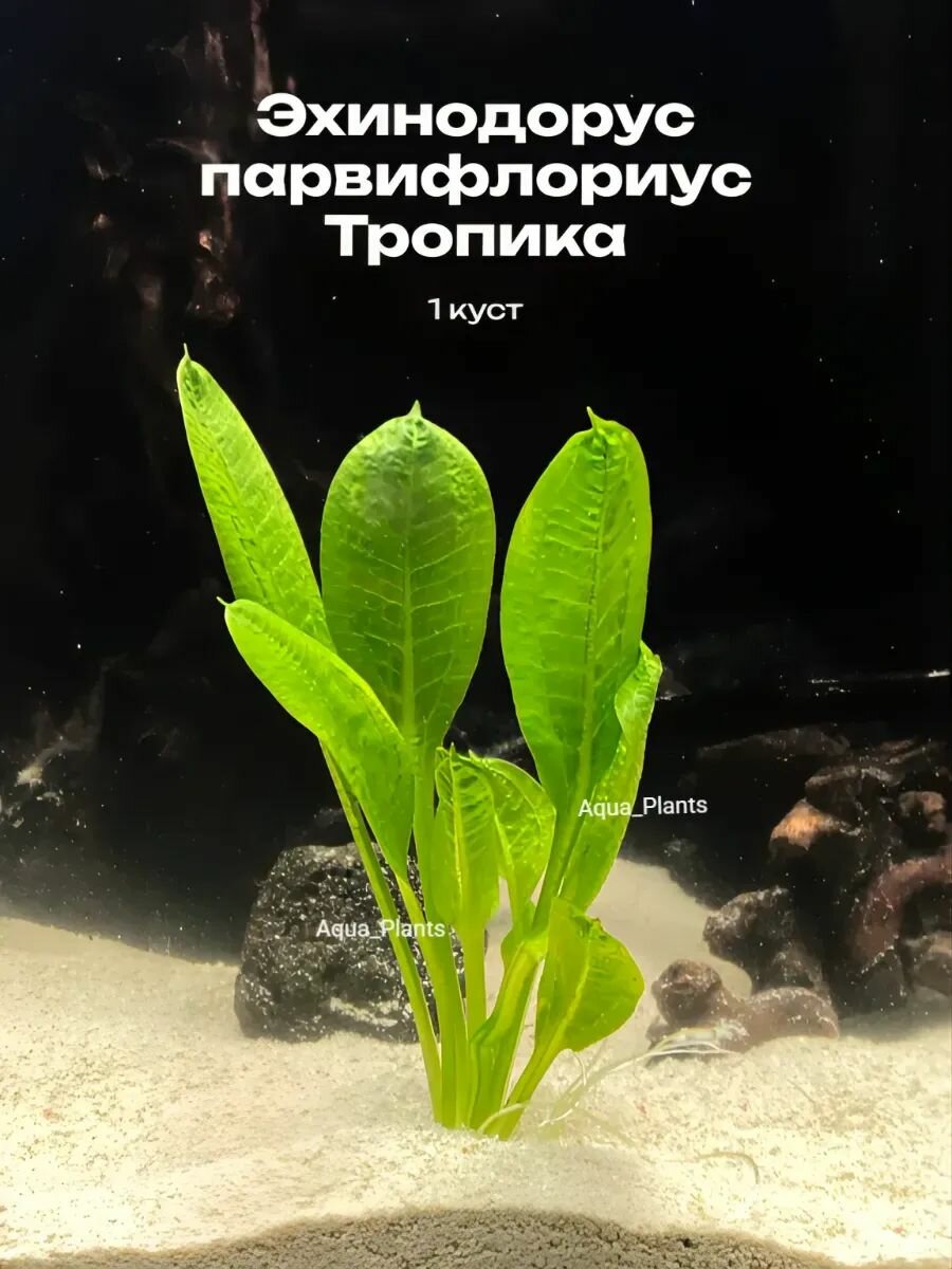 Эхинодорус парвифлориус Тропика (мелкоцветный) (1 куст). Живое аквариумное растение