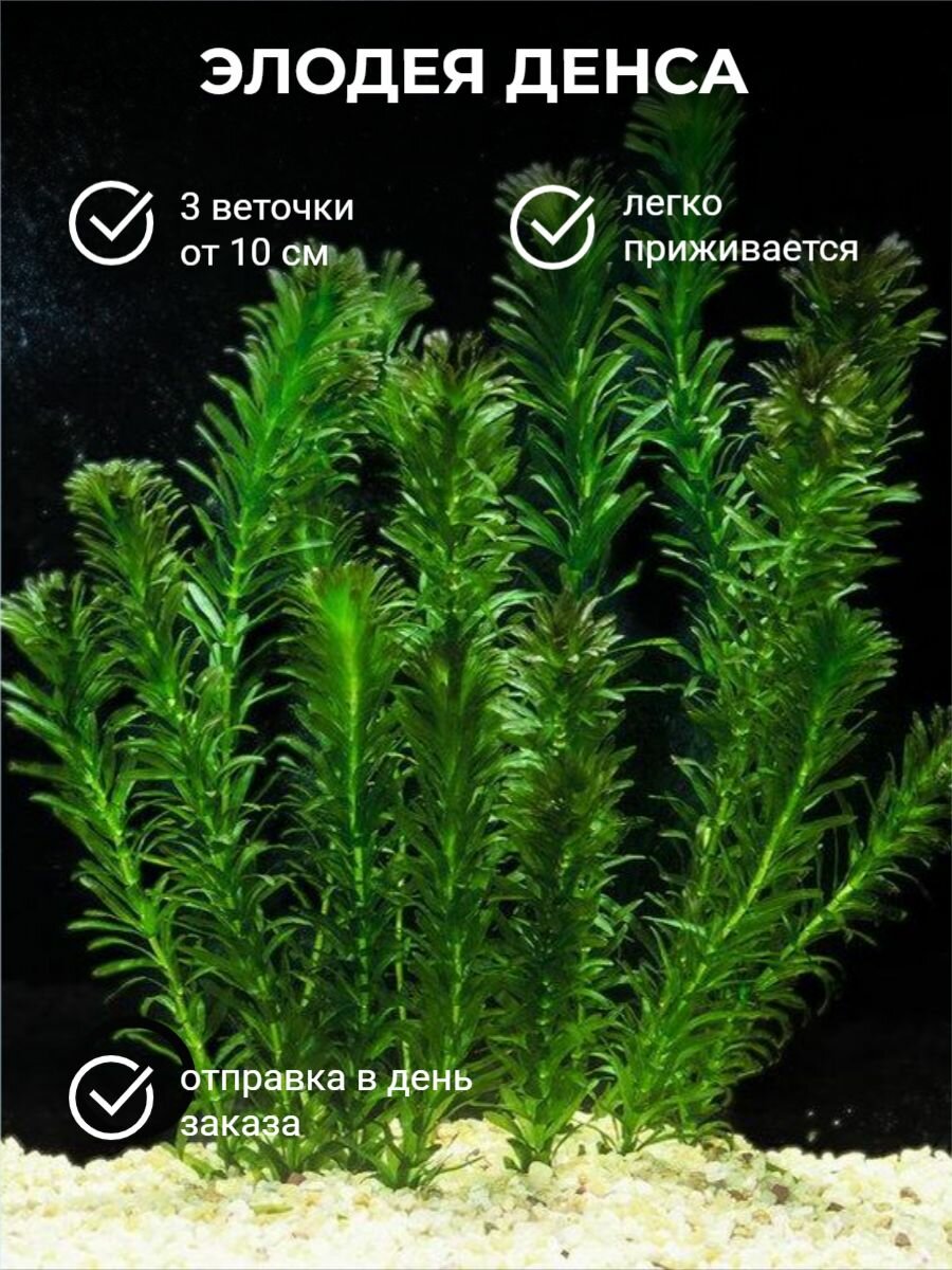 Элодея Денса (зубчатая) 3 ветки от 10 см/Аквариумные растения