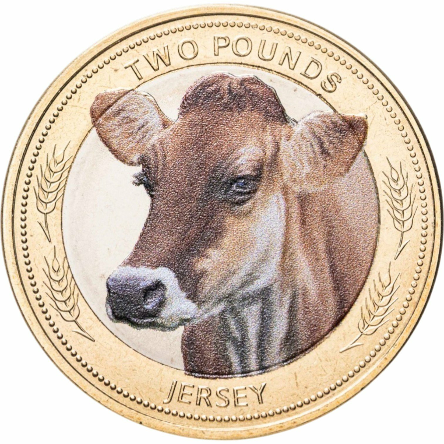 Джерси 2 фунта 2024 "Корова породы джерси jersey cow" цветная, Биметалл, в сохранности BUNC