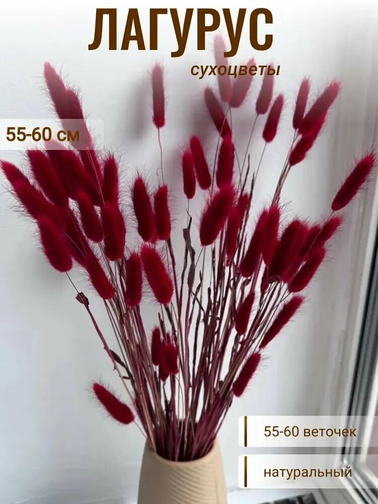 Сухоцветы Лагурус, 60 см, 55 шт