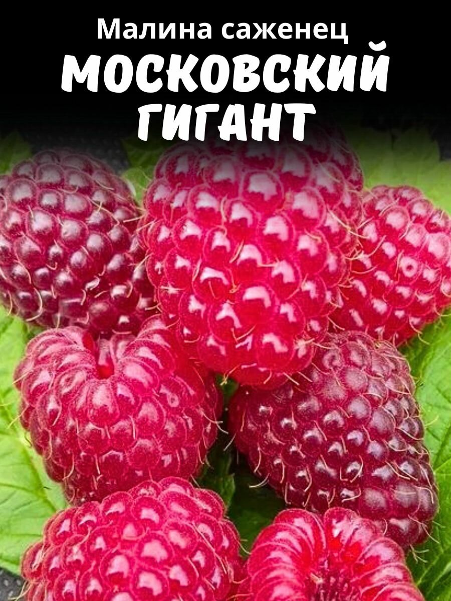 Малина саженец крупная Московский Гигант морозостойкая