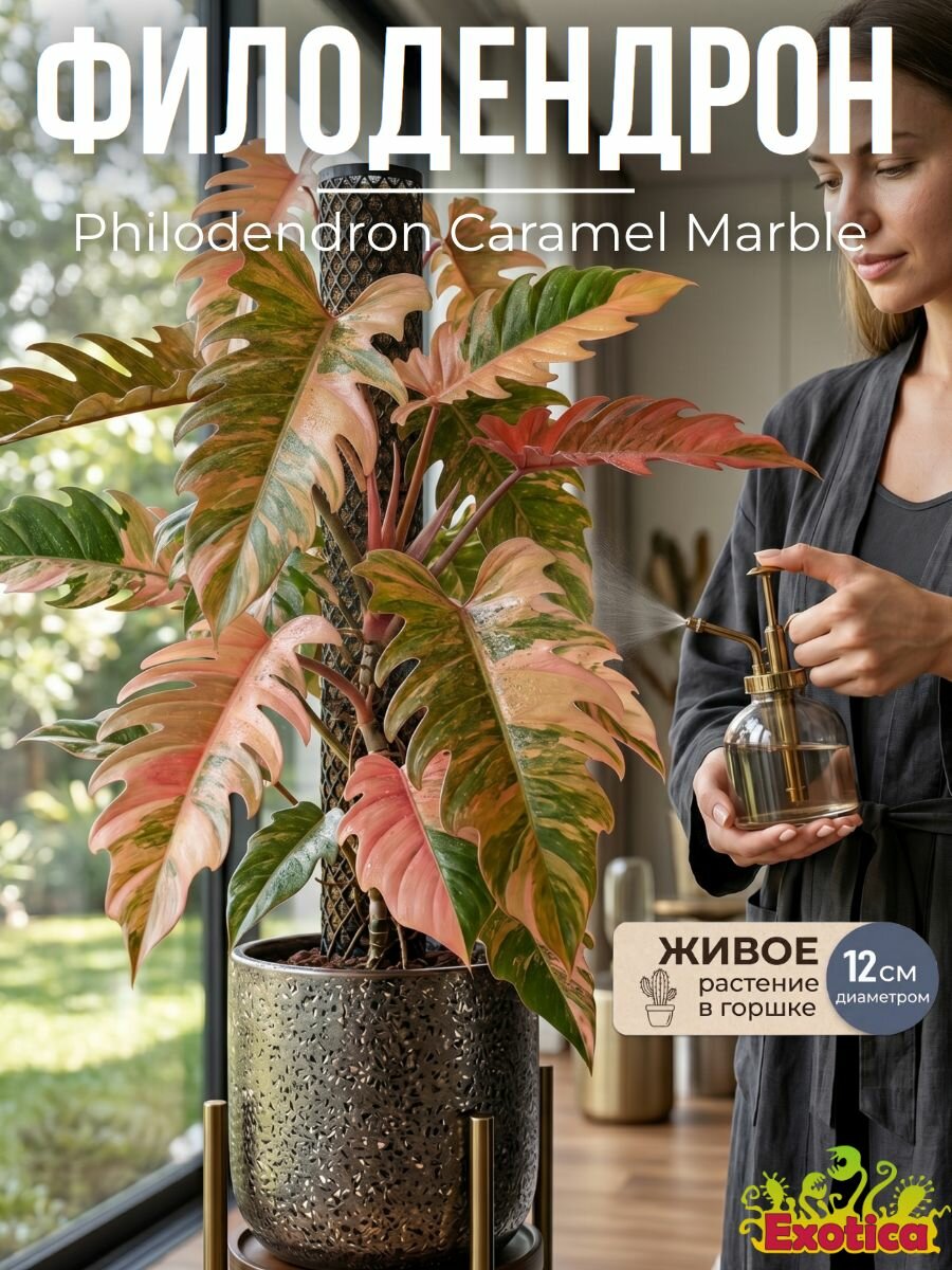 Филодендрон Карамель Марбл Вариегатный (Philodendron Caramel Marble Variegated) D12см, живое растение