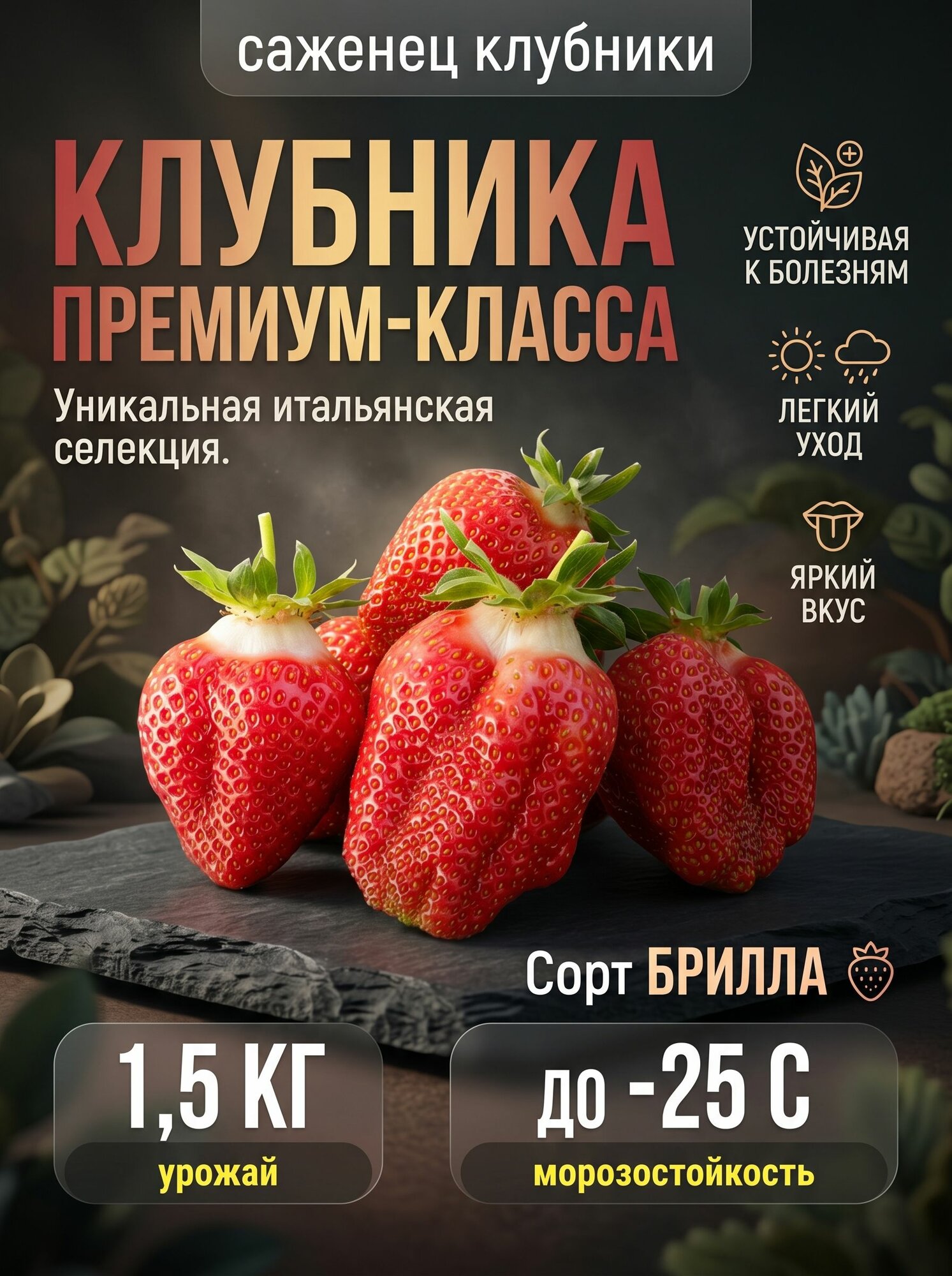 Саженцы клубники Брилла 5-шт, доедут хоть куда