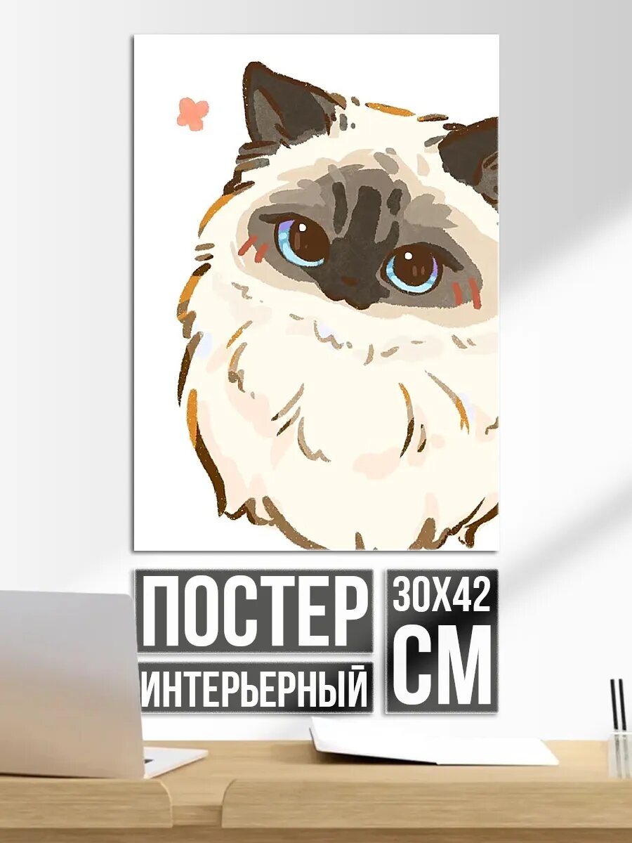 Плакат постер Милый кот породы рэгдолл