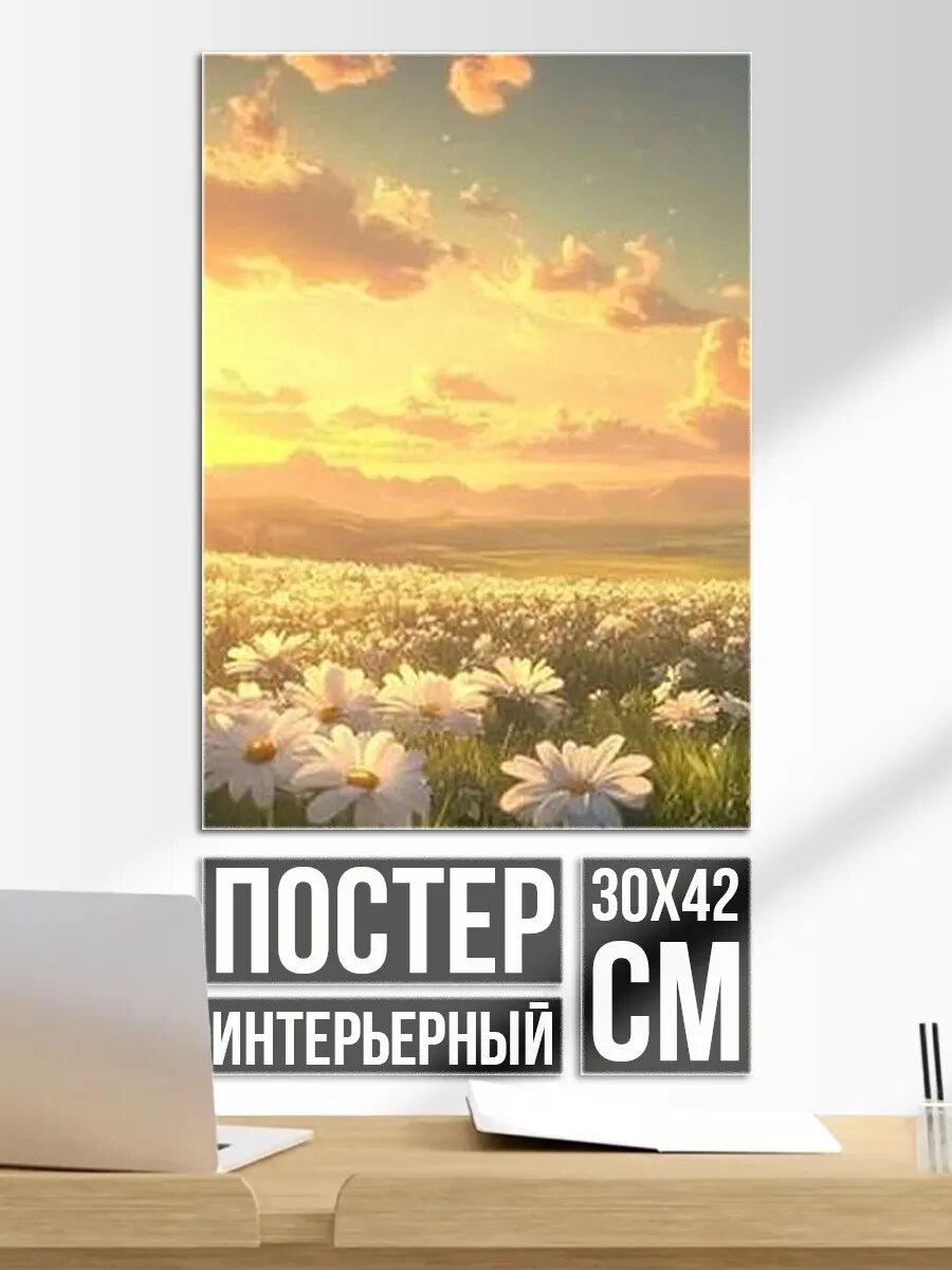 Плакат постер Поле ромашек на закате