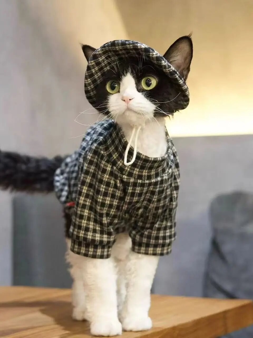 Жилет и шляпа-панама для кошек Devon Rex и Sphynx black