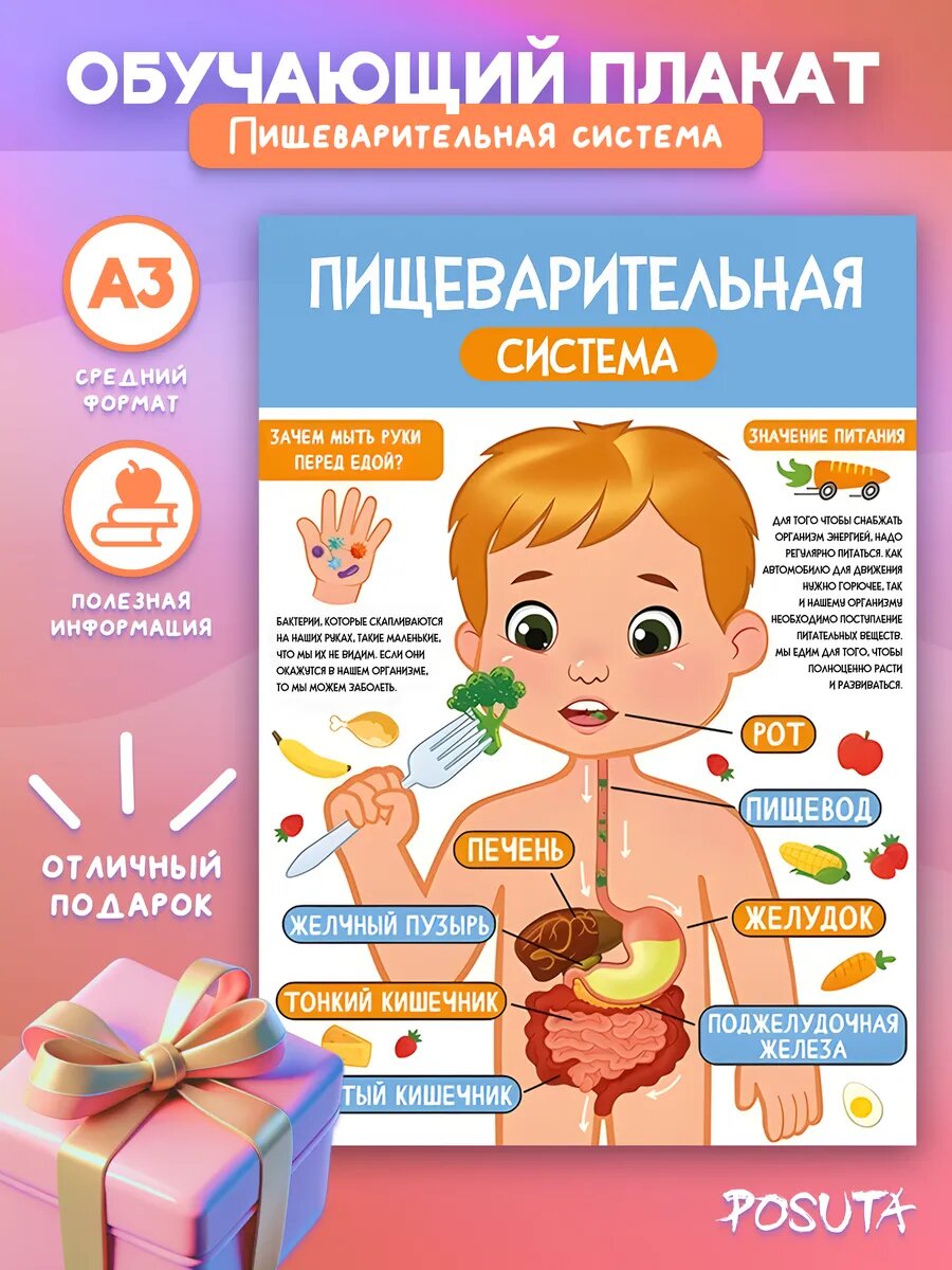 Постер обучающий пищеварительная система