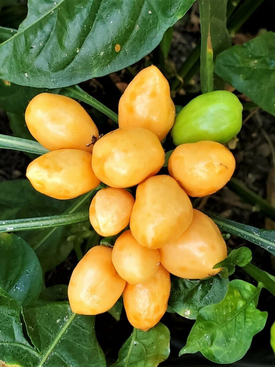 Острый перец Pimenta caixo семена 5 штук