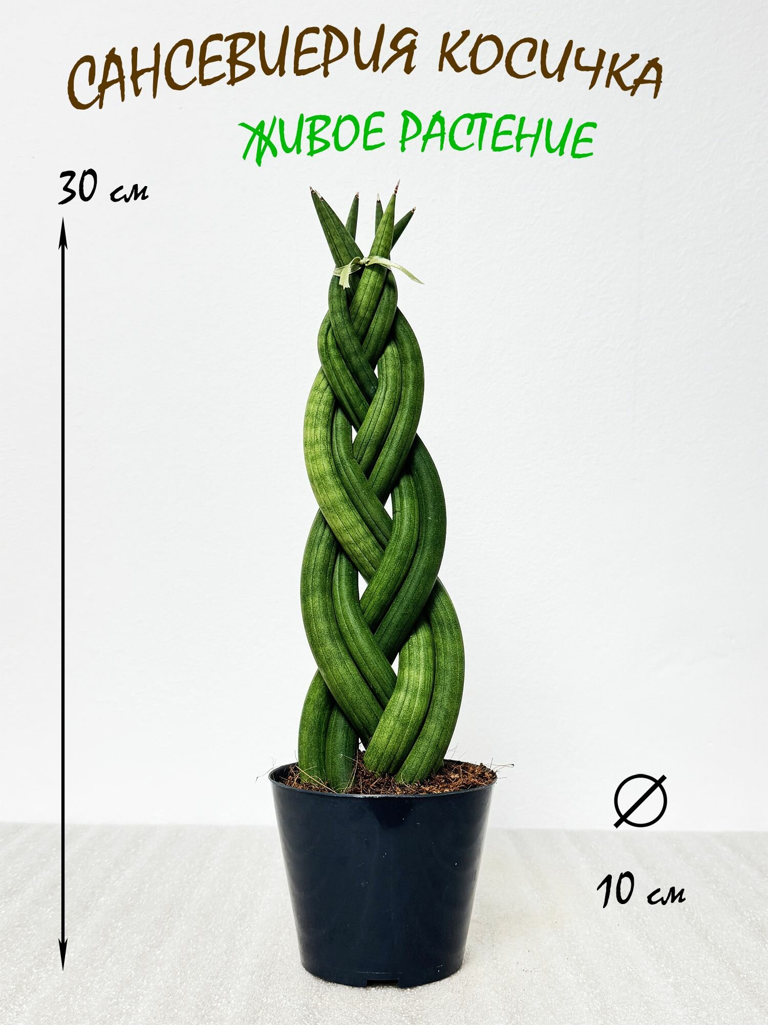 Сансевиерия Цилиндрика Косичка в горшке, PRO фикус живое растение, высота 30см