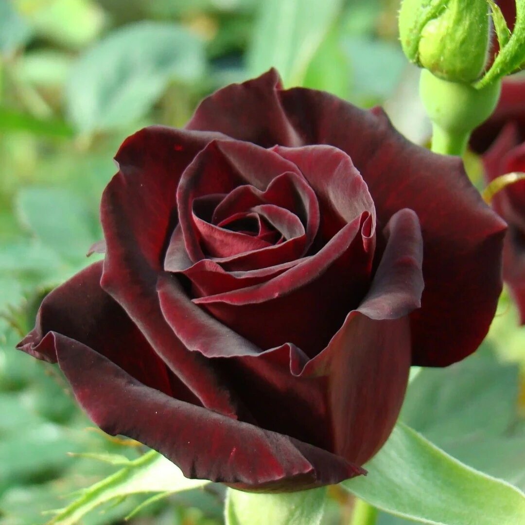 Роза чайно-гибридная Блейк (Rosa Blake) / 1 шт, ароматный сорт