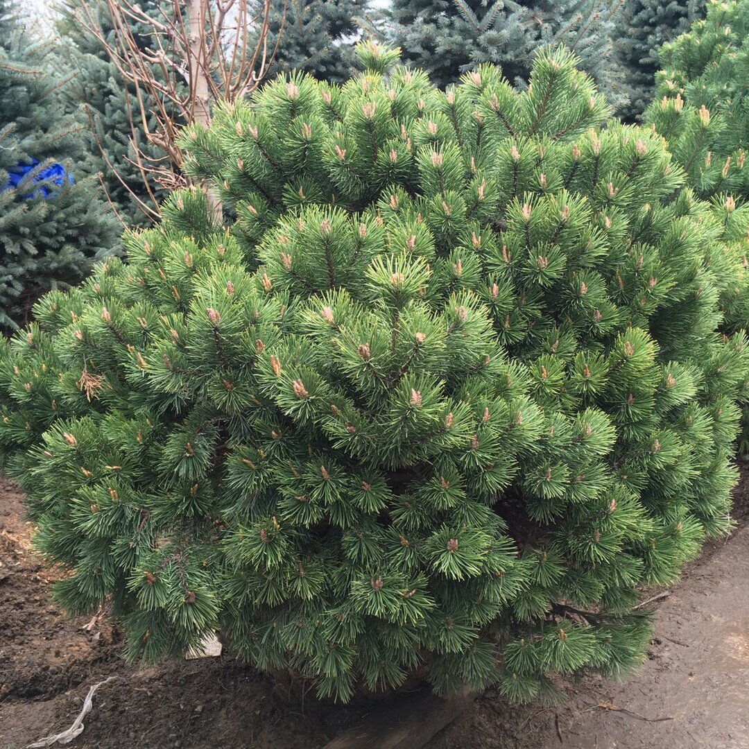 Горная сосна Пумилио (Pinus mugo Pumilio) / 1 шт, морозостойкий сорт