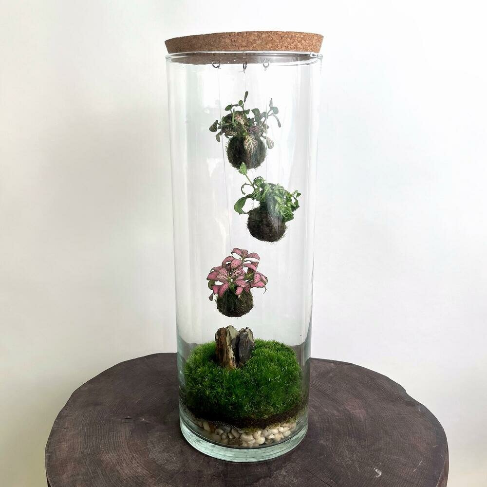Флорариум, закрытая экосистема с живыми растениями. Фиттония микс и мох в стеклянном тубусе, 40 см
