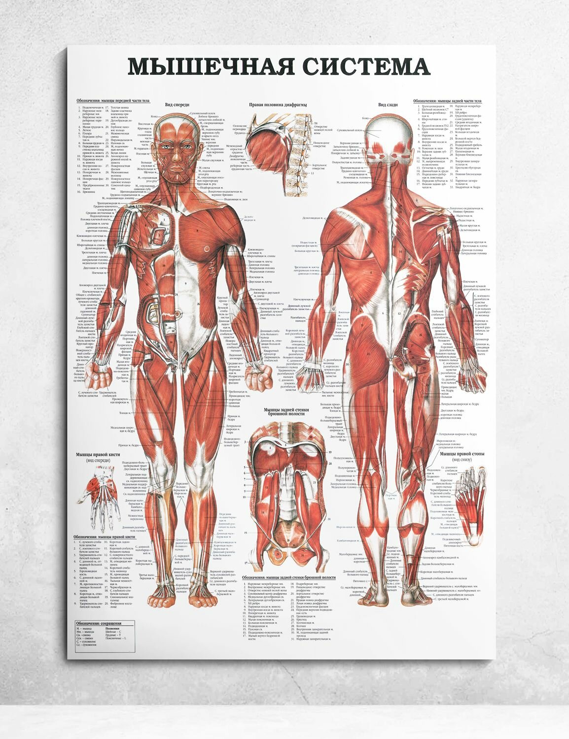 Обучающий медицинский стенд "Мышцы" для кабинета / 50x70 см. / пластик 3 мм.