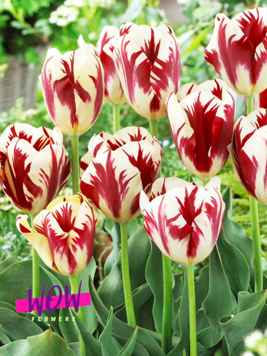 Луковицы цветов , WOW FLOWERS , Тюльпан Карнавал Де Рио , бордово-белый , 3 штуки )