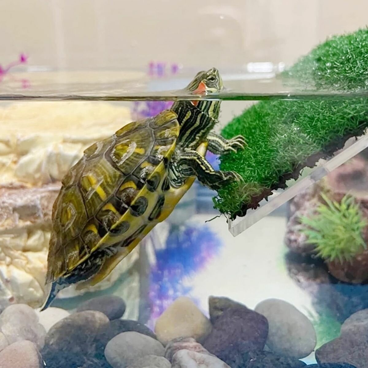 Мостик для черепах в аквариум, островок (плот) для водной черепахи на присосках, лестница в террариум