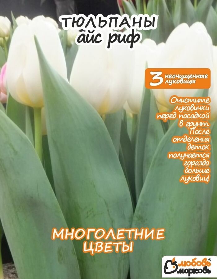 Тюльпан Луковица, Айс Риф, 3 шт