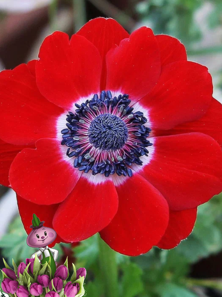 Луковицы цветов, chipollino flowers, анемона HOLLANDIA (10 луковиц)